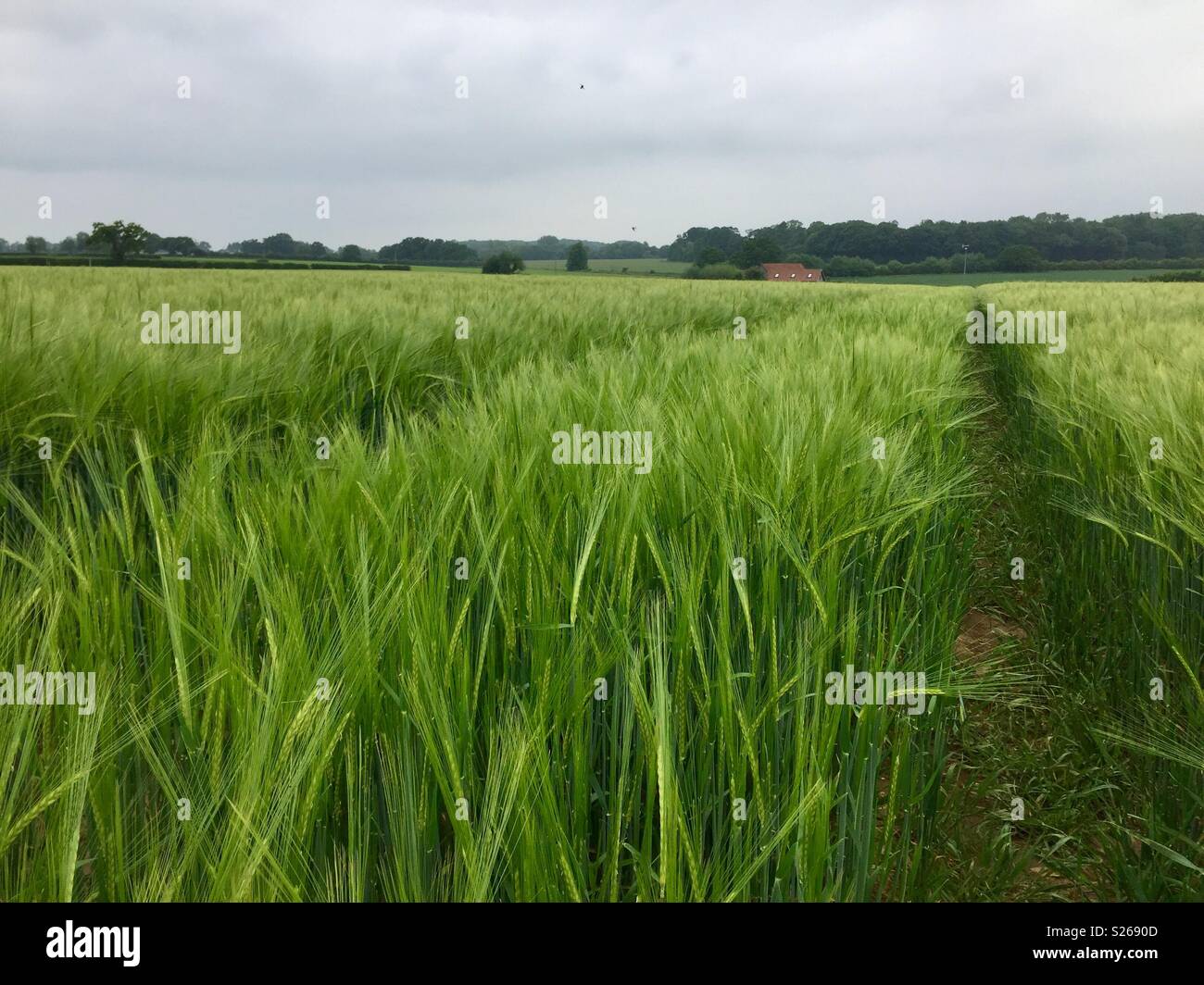 Barley field with path through greenery Stock Photo - Alamy