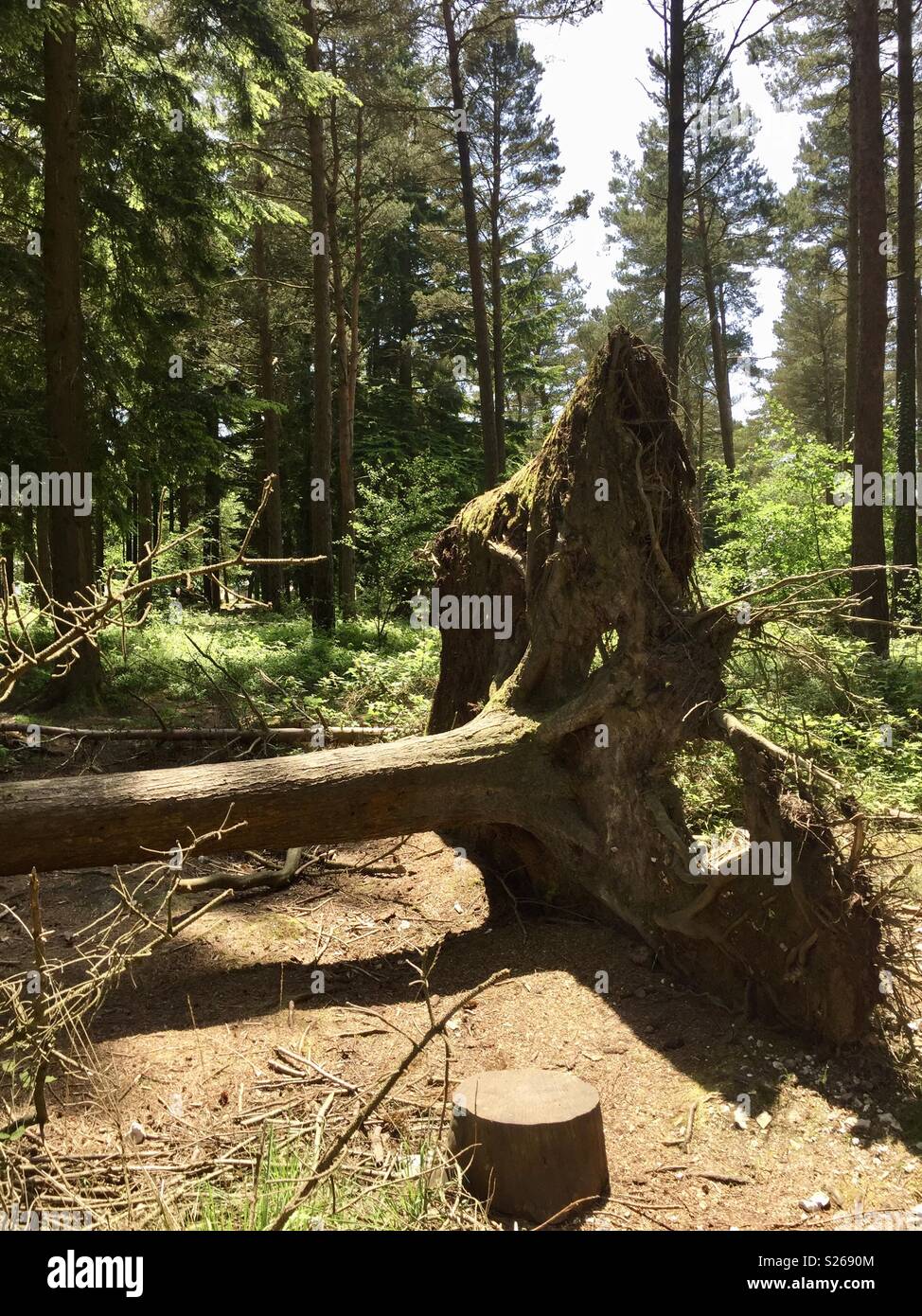 Sunshine forest hi-res stock photography and images - Alamy