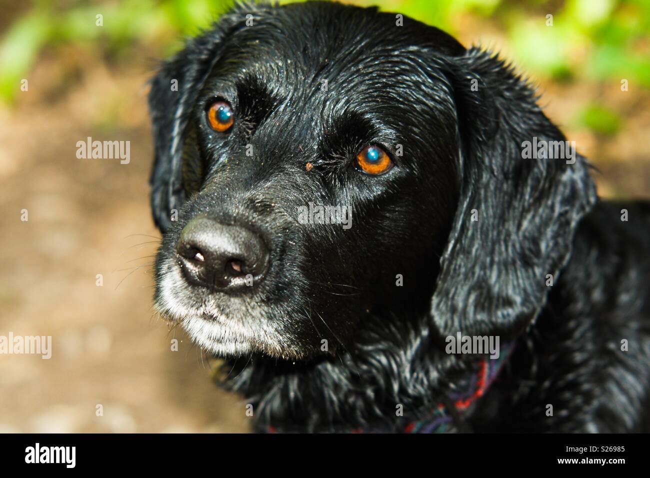 Labrador springer cross hi-res stock photography and images - Alamy