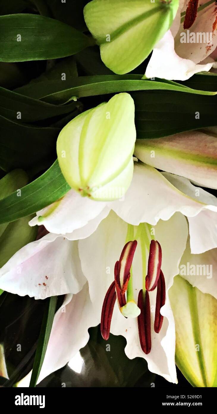 Pretty lily hi-res stock photography and images - Alamy