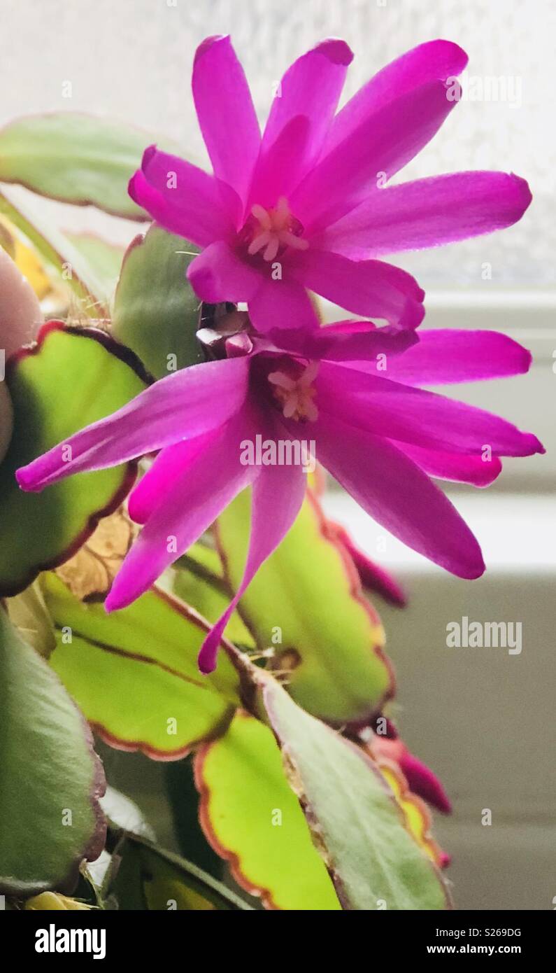 Pink cactus flower Stock Photo - Alamy