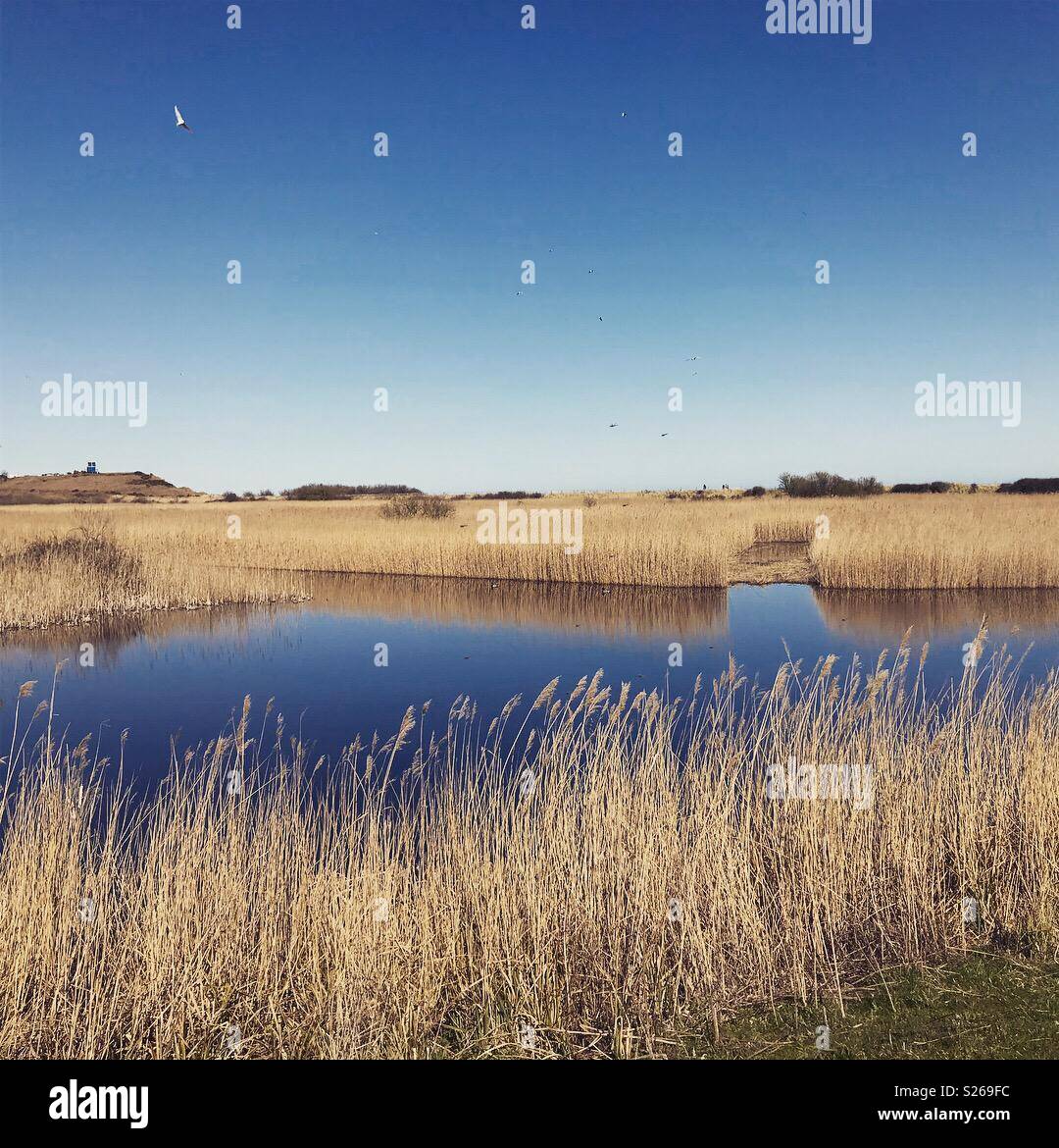 Minsmere bird nature reserve hi-res stock photography and images - Alamy