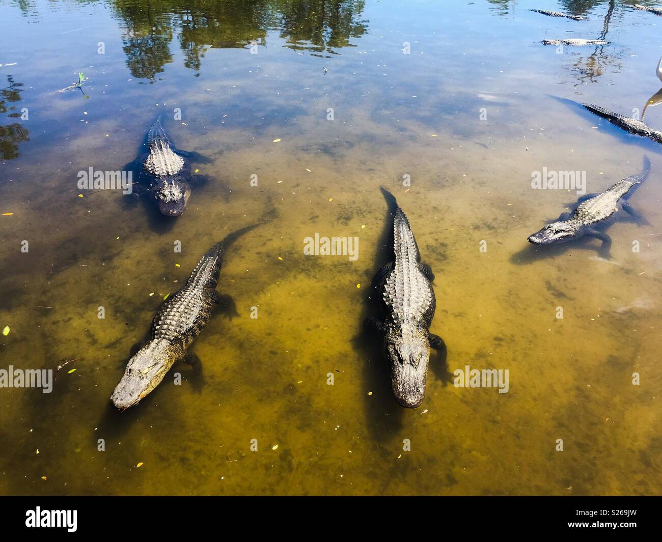 Alligators Chillin’ at Gatorland in Orlando FL Stock Photo - Alamy