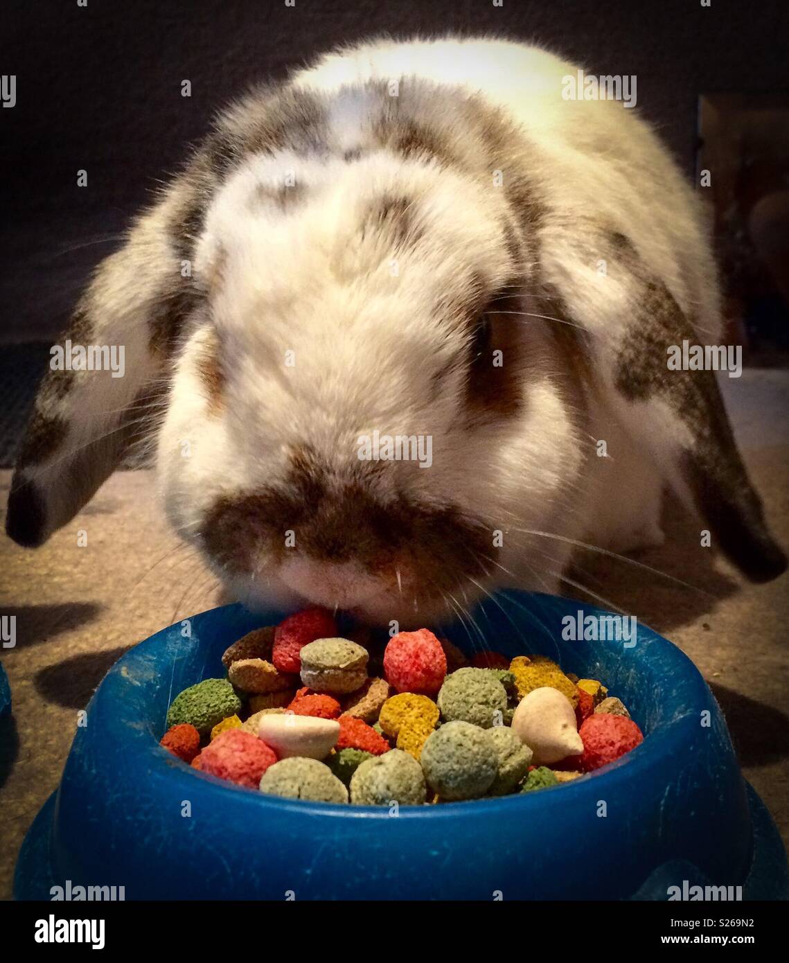 Domestic Rabbit with Food Stock Photo - Alamy