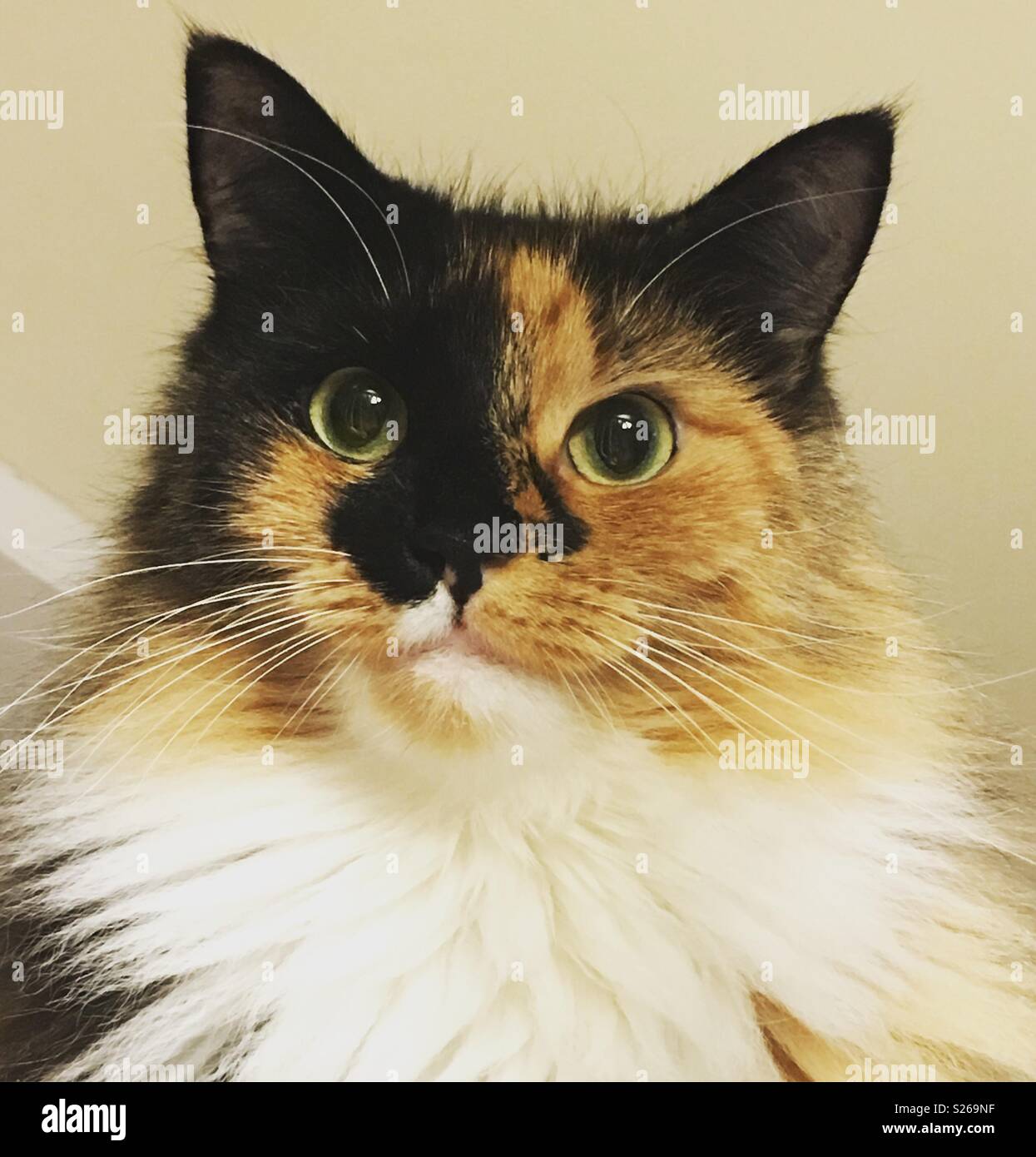 Cat face different colours hi-res stock photography and images - Alamy