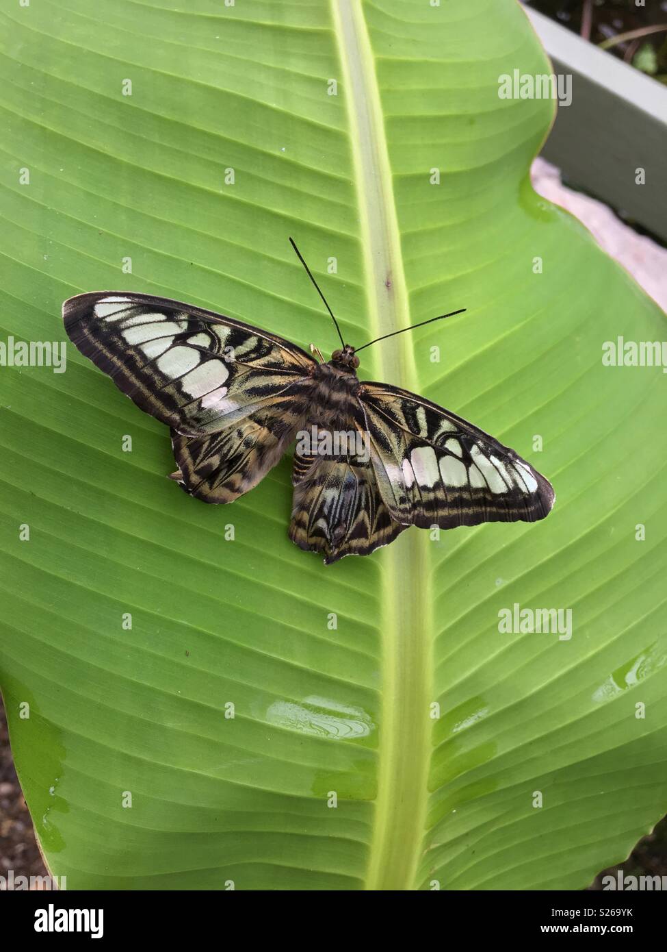 Flutter wings hi-res stock photography and images - Alamy