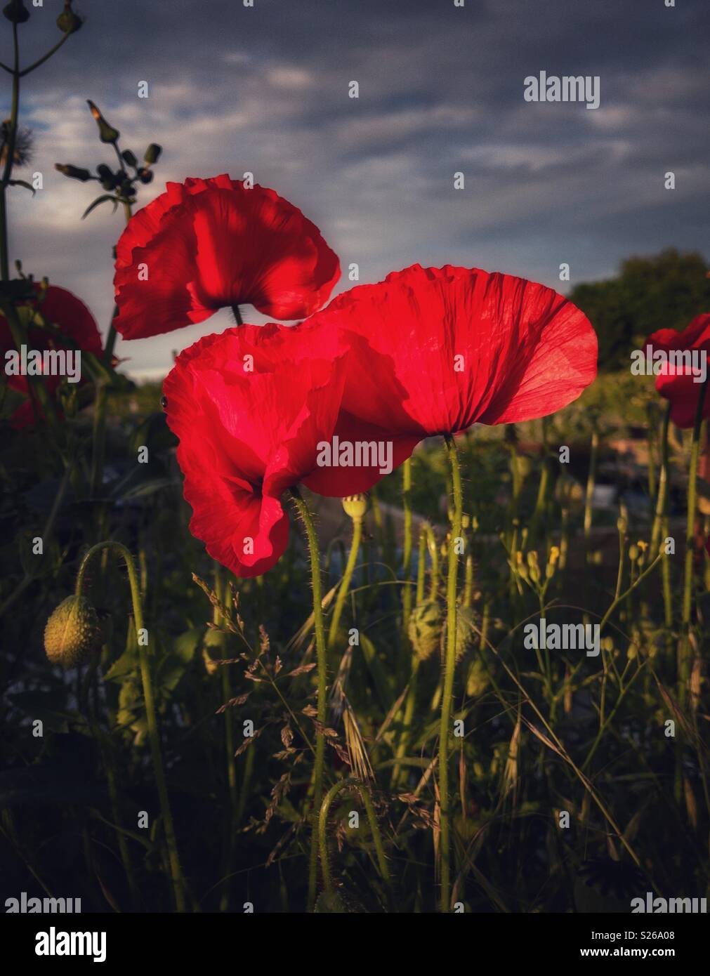 Red poppies growing wild Stock Photo - Alamy