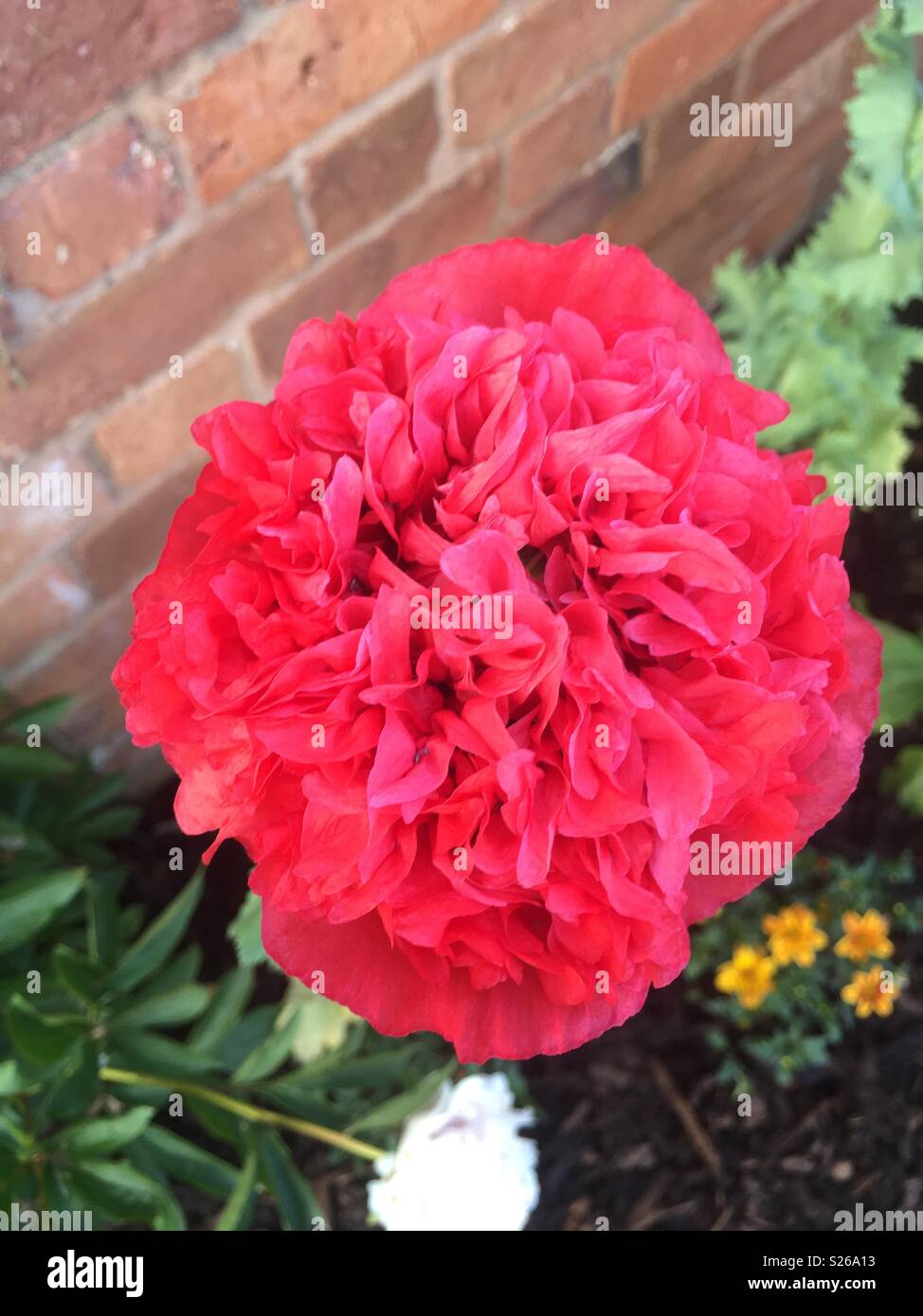 Double poppy hi-res stock photography and images - Alamy
