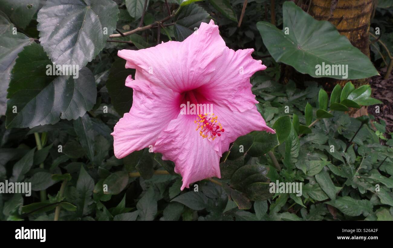 Shocking pink flower hi-res stock photography and images - Alamy