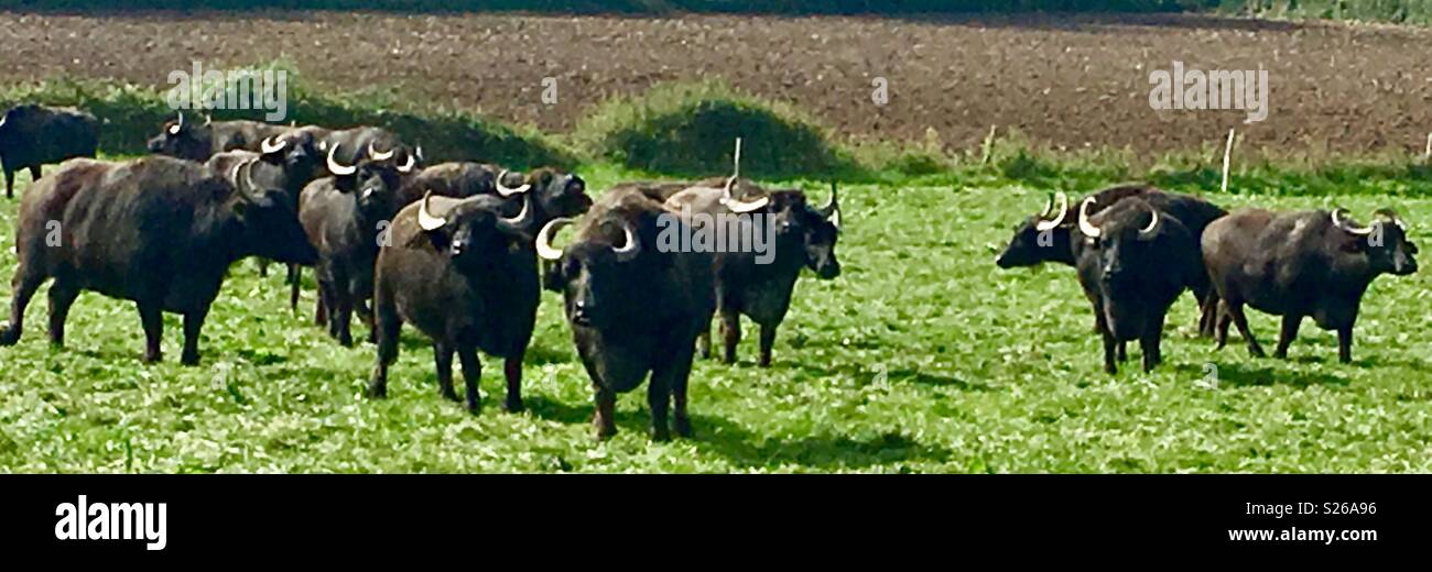 West Country water buffalo Stock Photo - Alamy