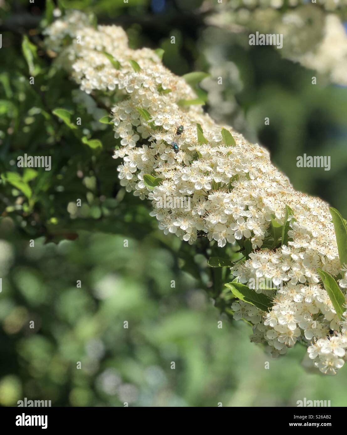 Asian firethorn hi-res stock photography and images - Alamy