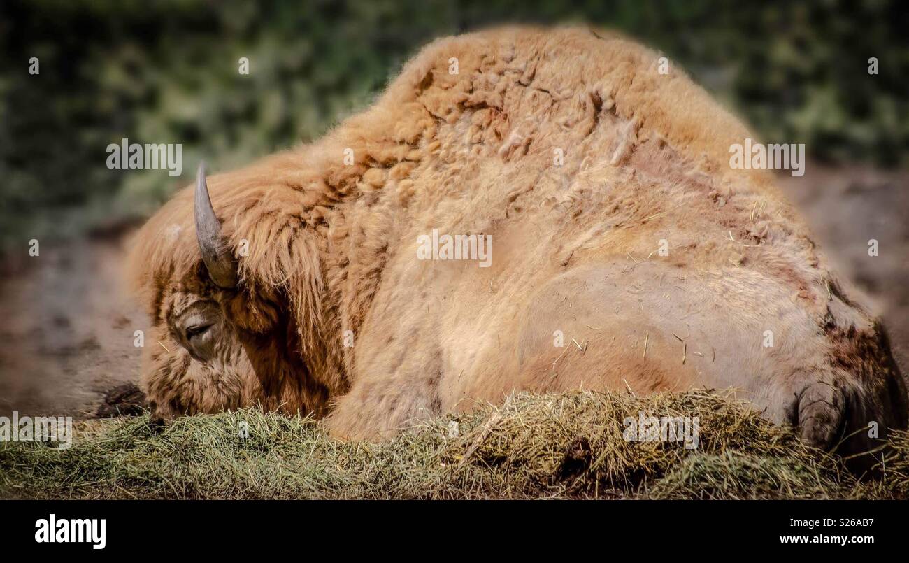 White buffalo hi-res stock photography and images - Alamy