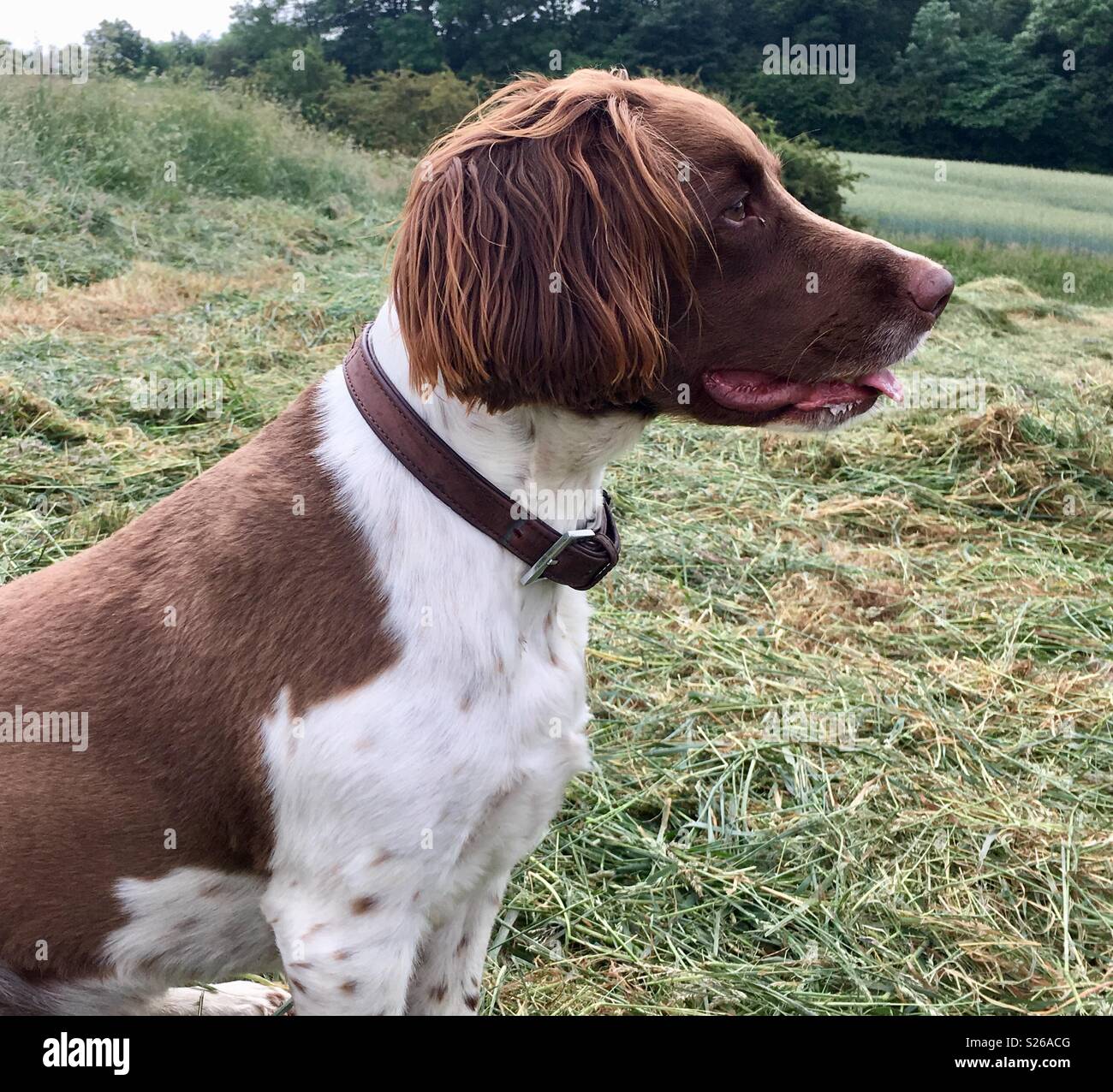 Liver and white springer spaniel hi-res stock photography and images ...
