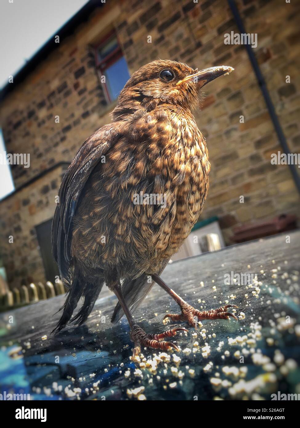 Blackbird eating seed hi-res stock photography and images - Alamy