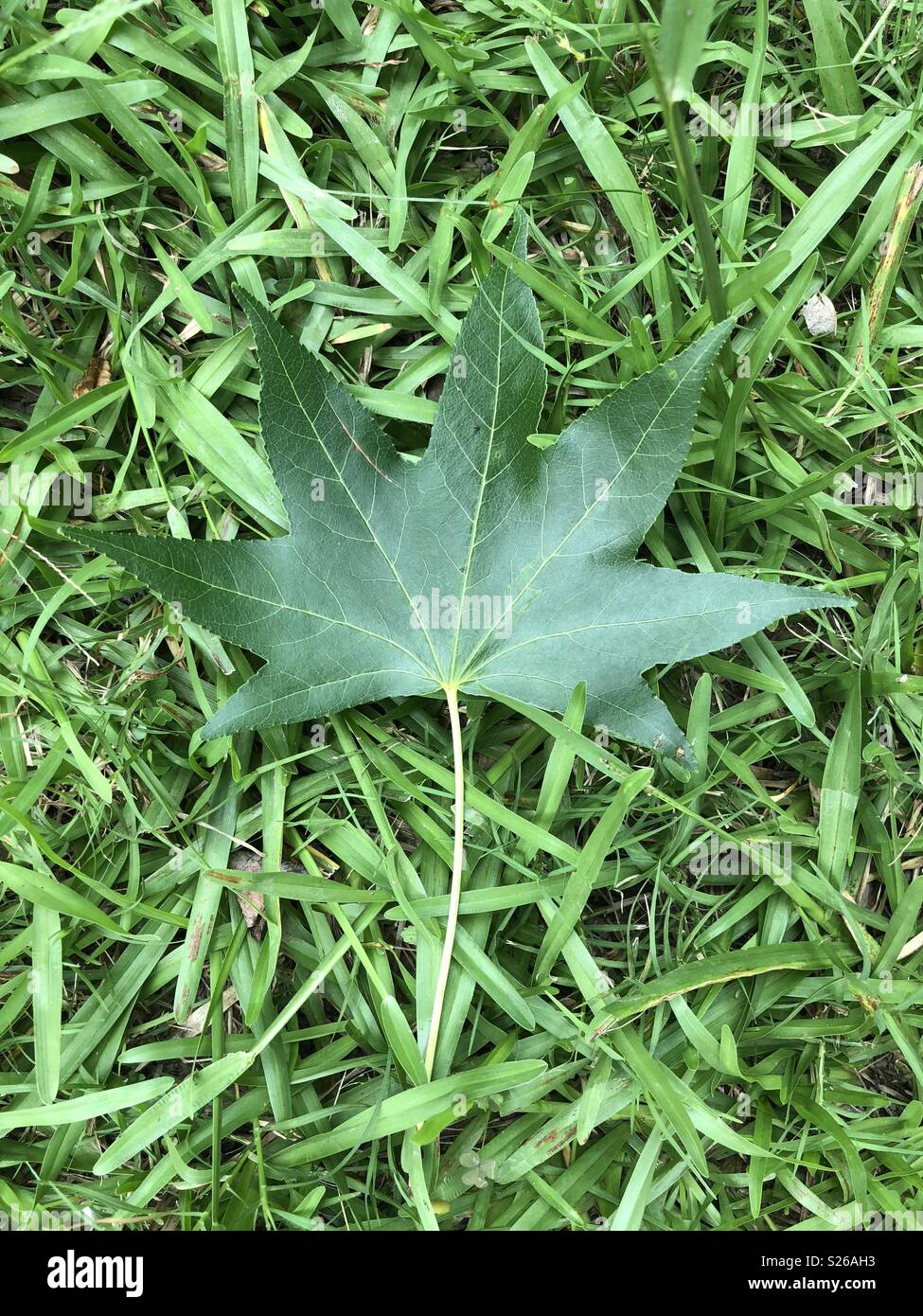 Seven pointed hi-res stock photography and images - Alamy