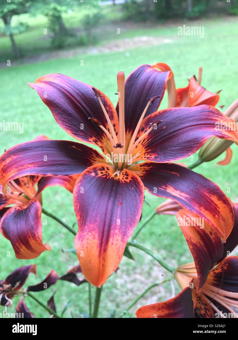 Lily forever susan hi-res stock photography and images - Alamy