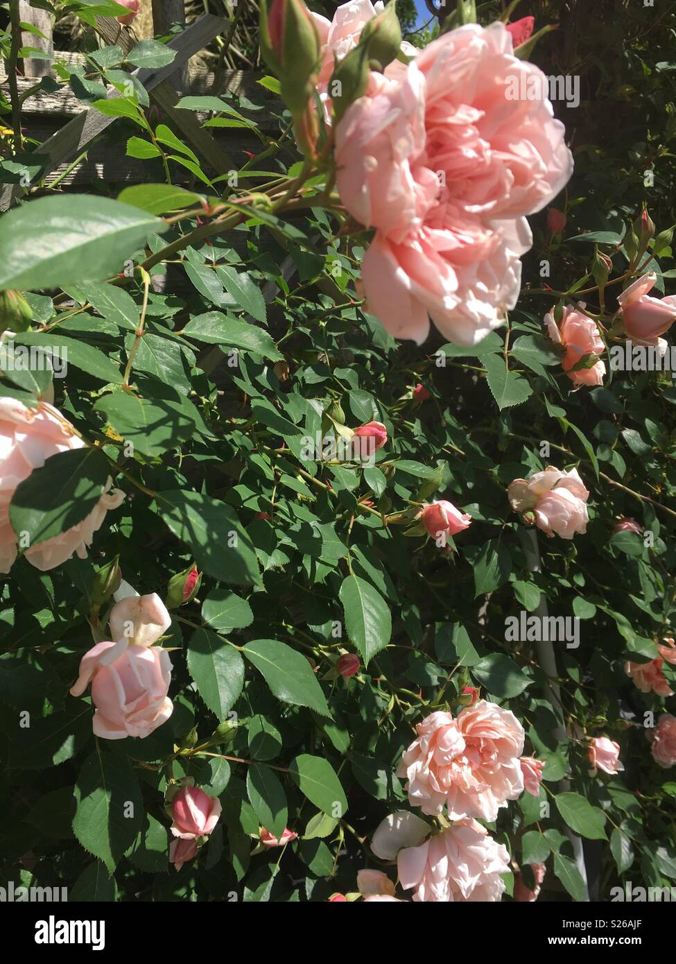 Pink roses in June Stock Photo - Alamy