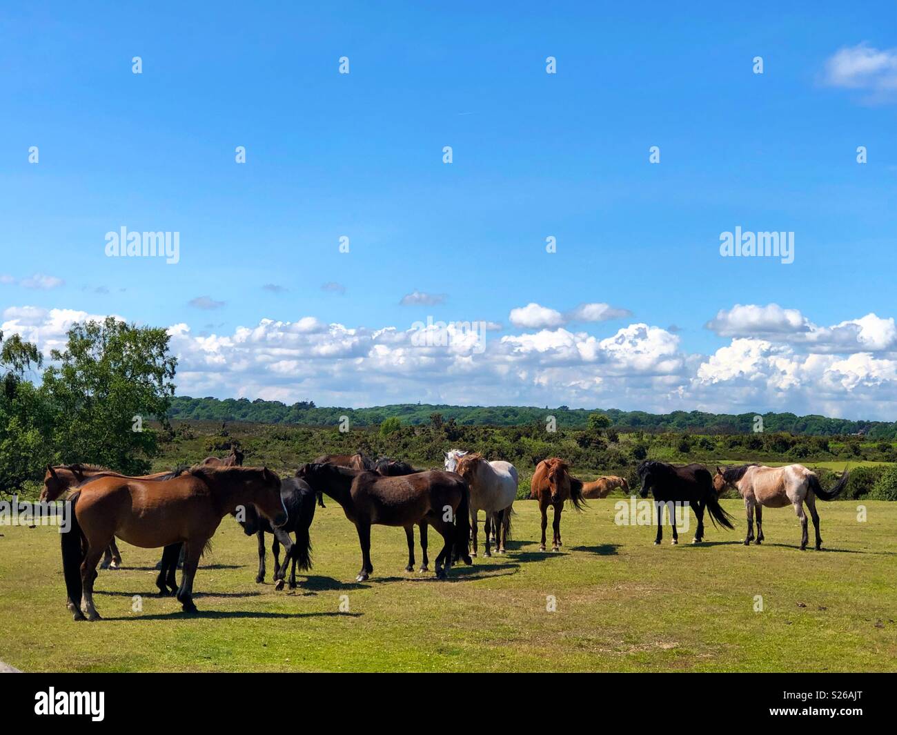 New Forest ponies Stock Photo - Alamy