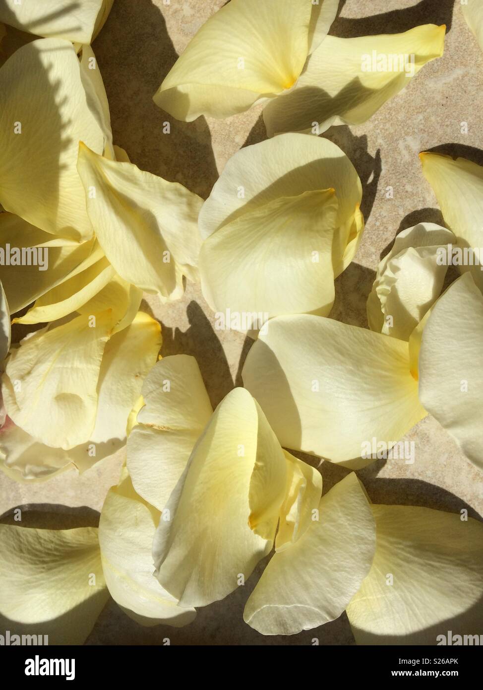 Collection of petals hi-res stock photography and images - Alamy