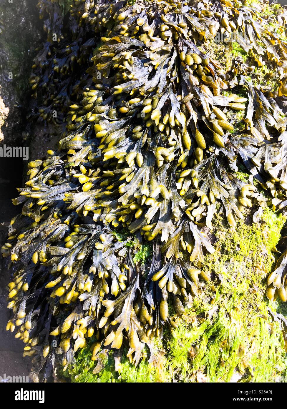 Seaweed on rocks hi-res stock photography and images - Alamy
