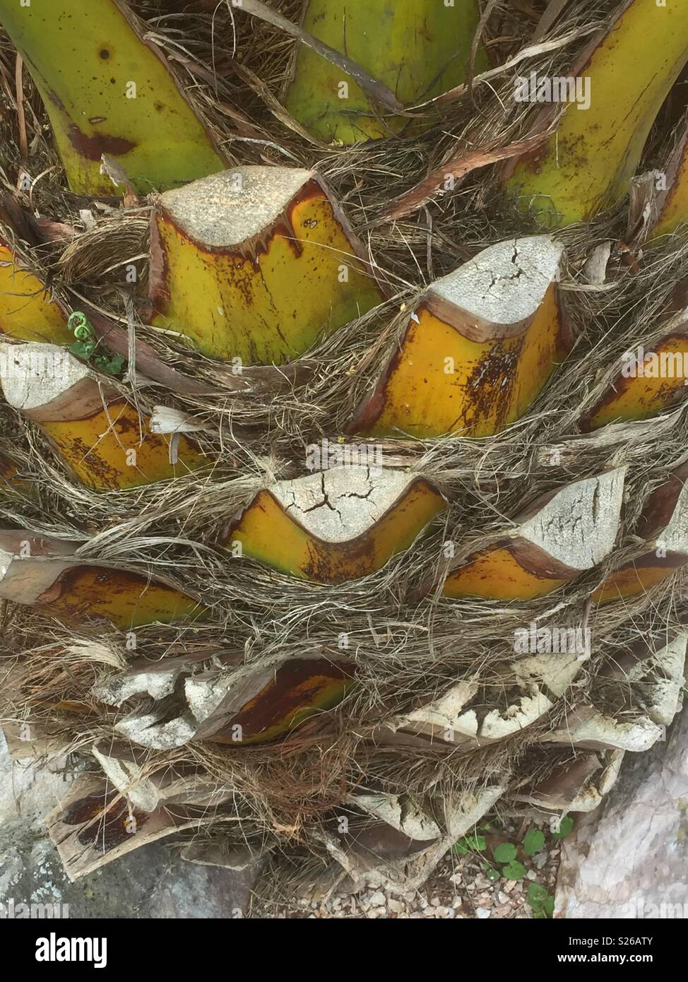 Base of palm tree Stock Photo - Alamy