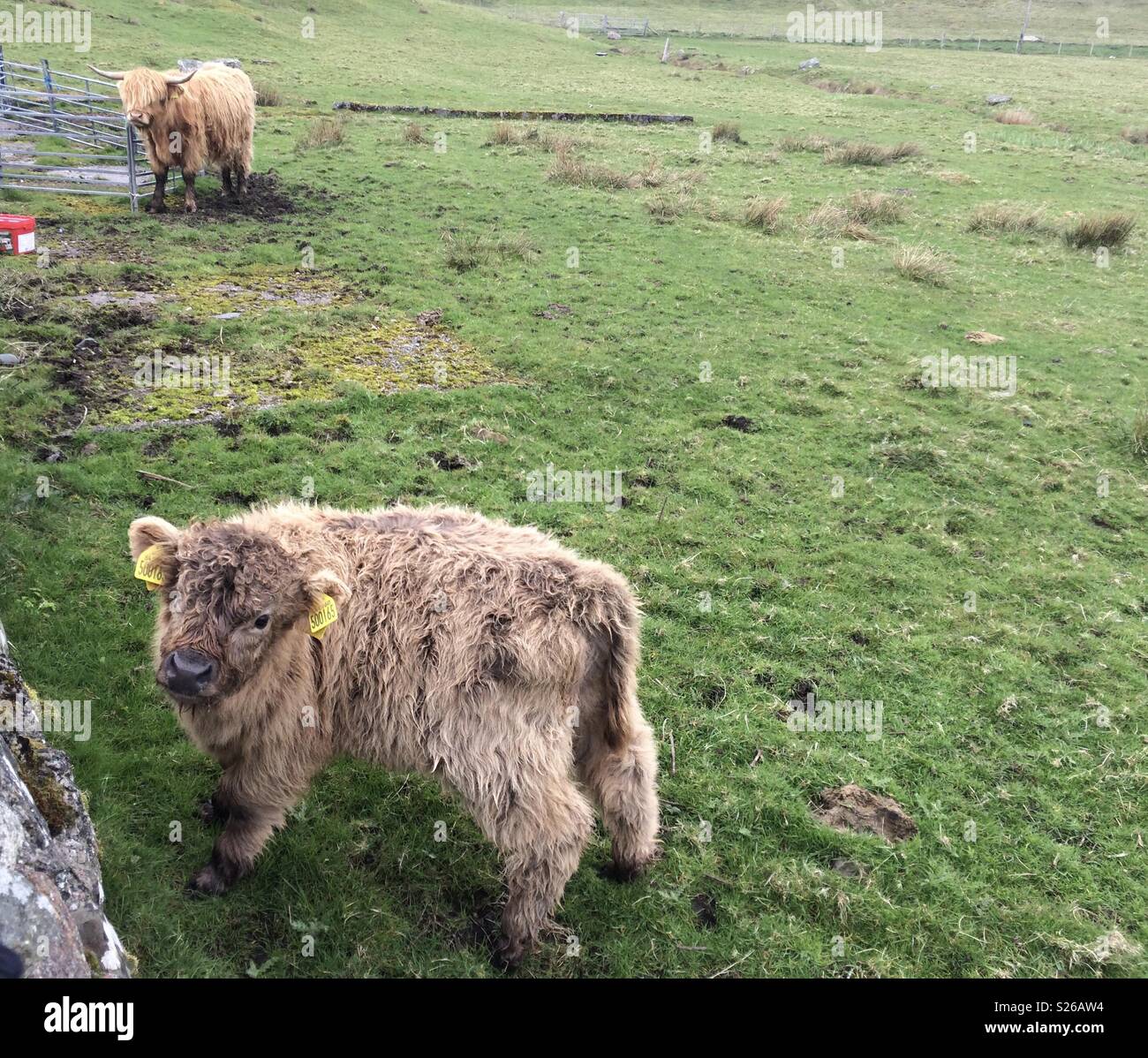 Highland coo hi-res stock photography and images - Alamy