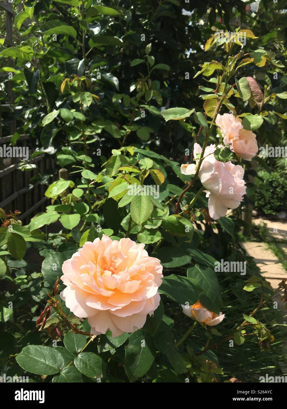 Roses are the most beautiful romantic flower Stock Photo - Alamy