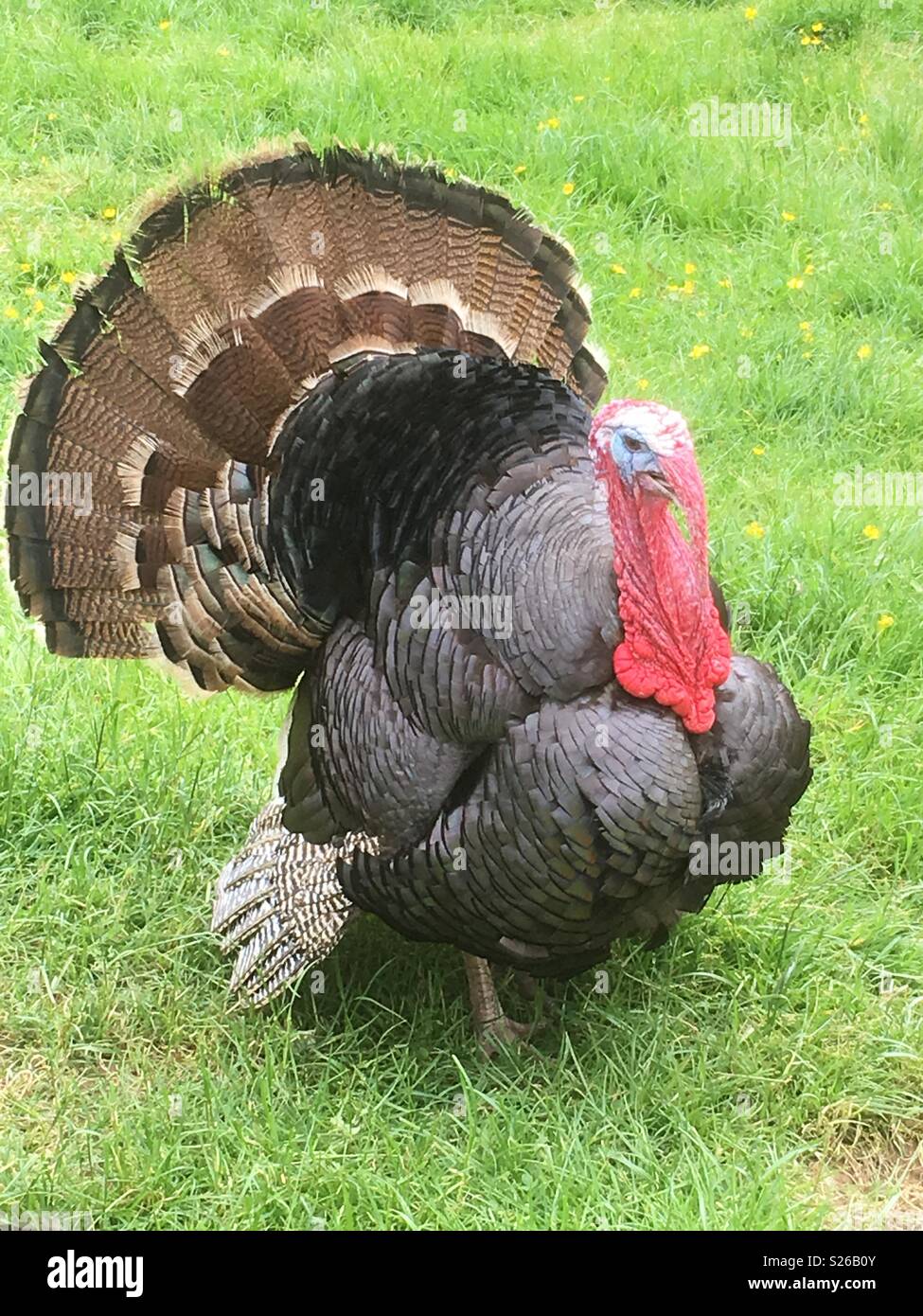 Bronze Turkey High Resolution Stock Photography and Images - Alamy