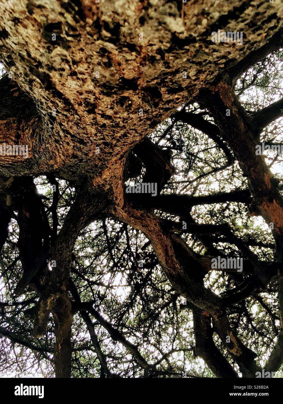 A Tree Branch Architecture Stock Photo - Alamy