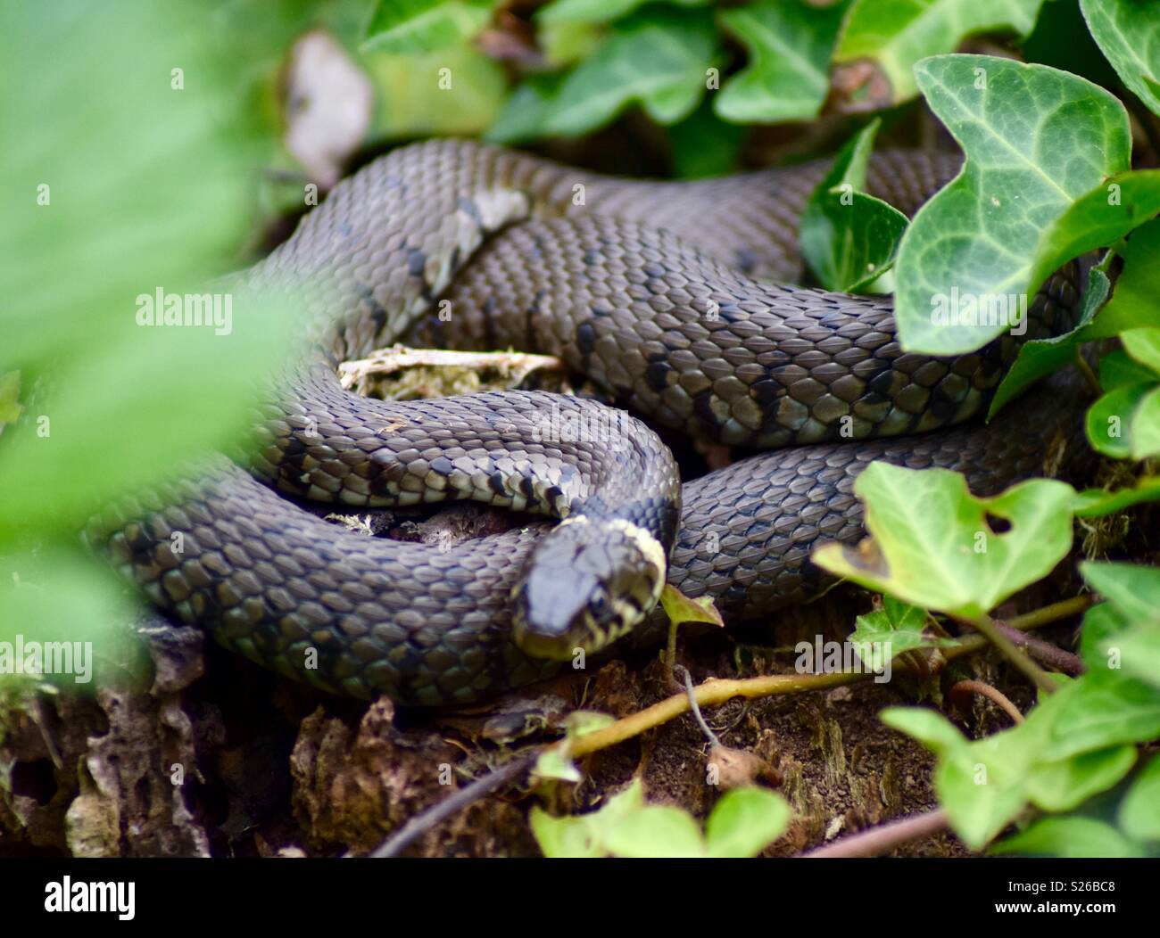 British snakes hi-res stock photography and images - Alamy