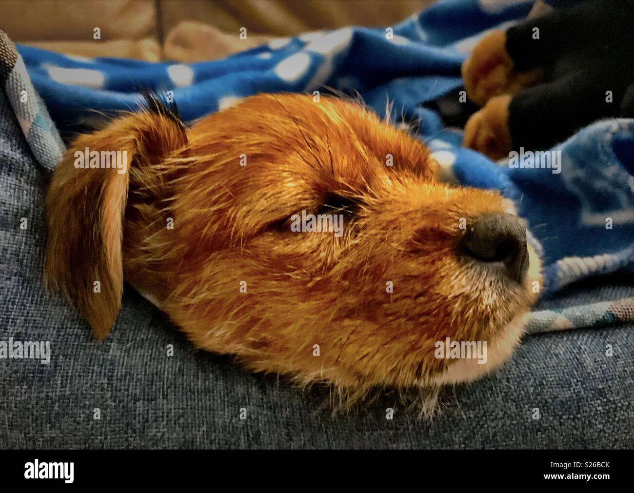 Fast sleeping hi-res stock photography and images - Alamy