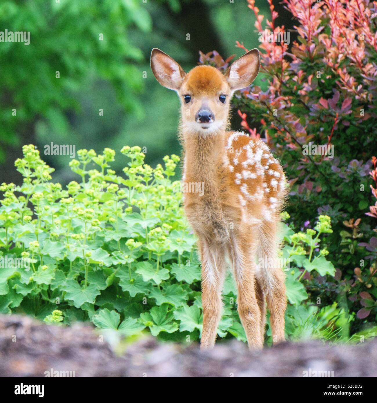 Baby deer hi-res stock photography and images - Alamy