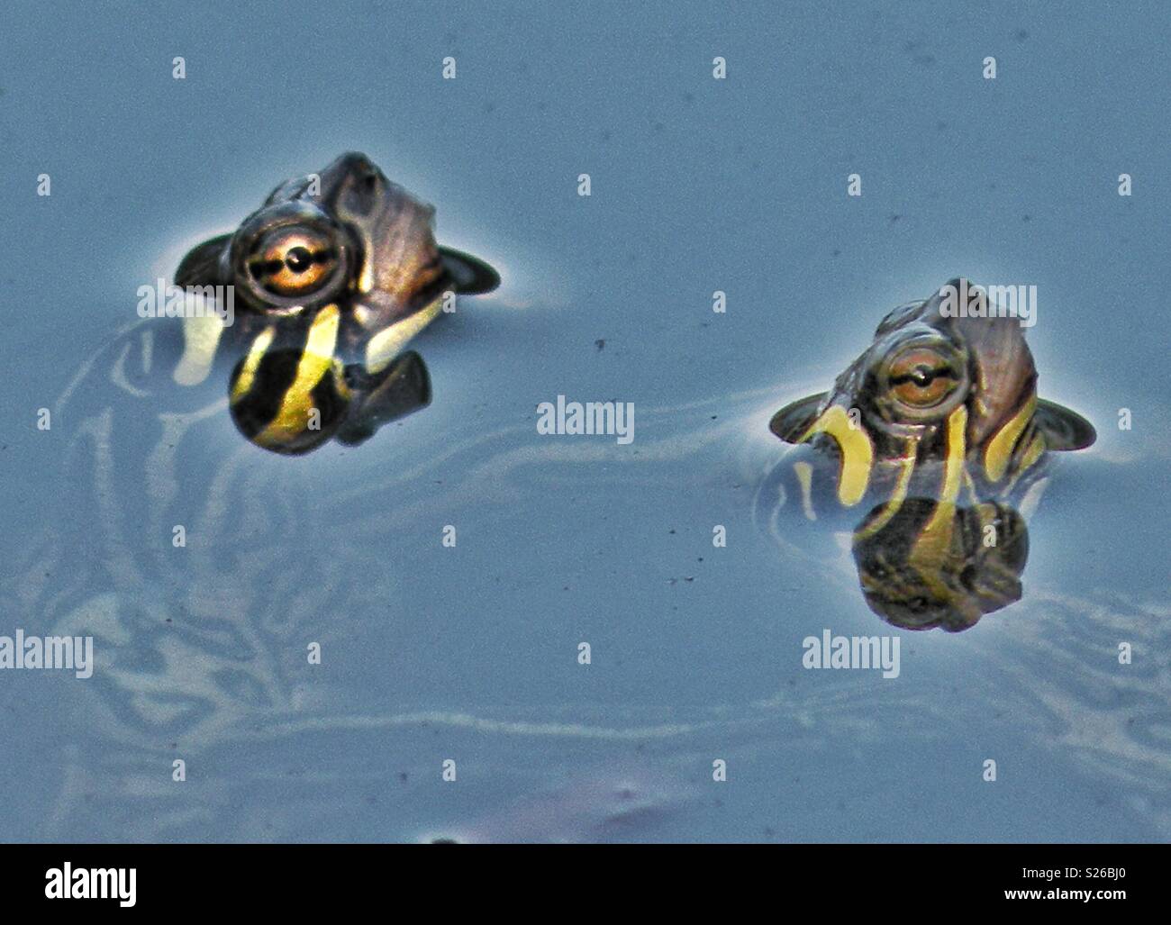 Map turtles hi-res stock photography and images - Alamy