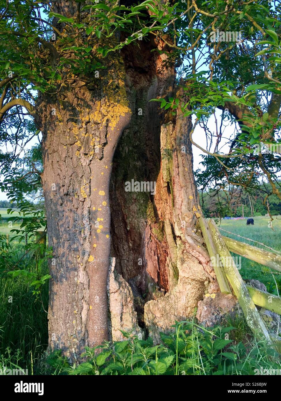 Hollow tree hi-res stock photography and images - Alamy