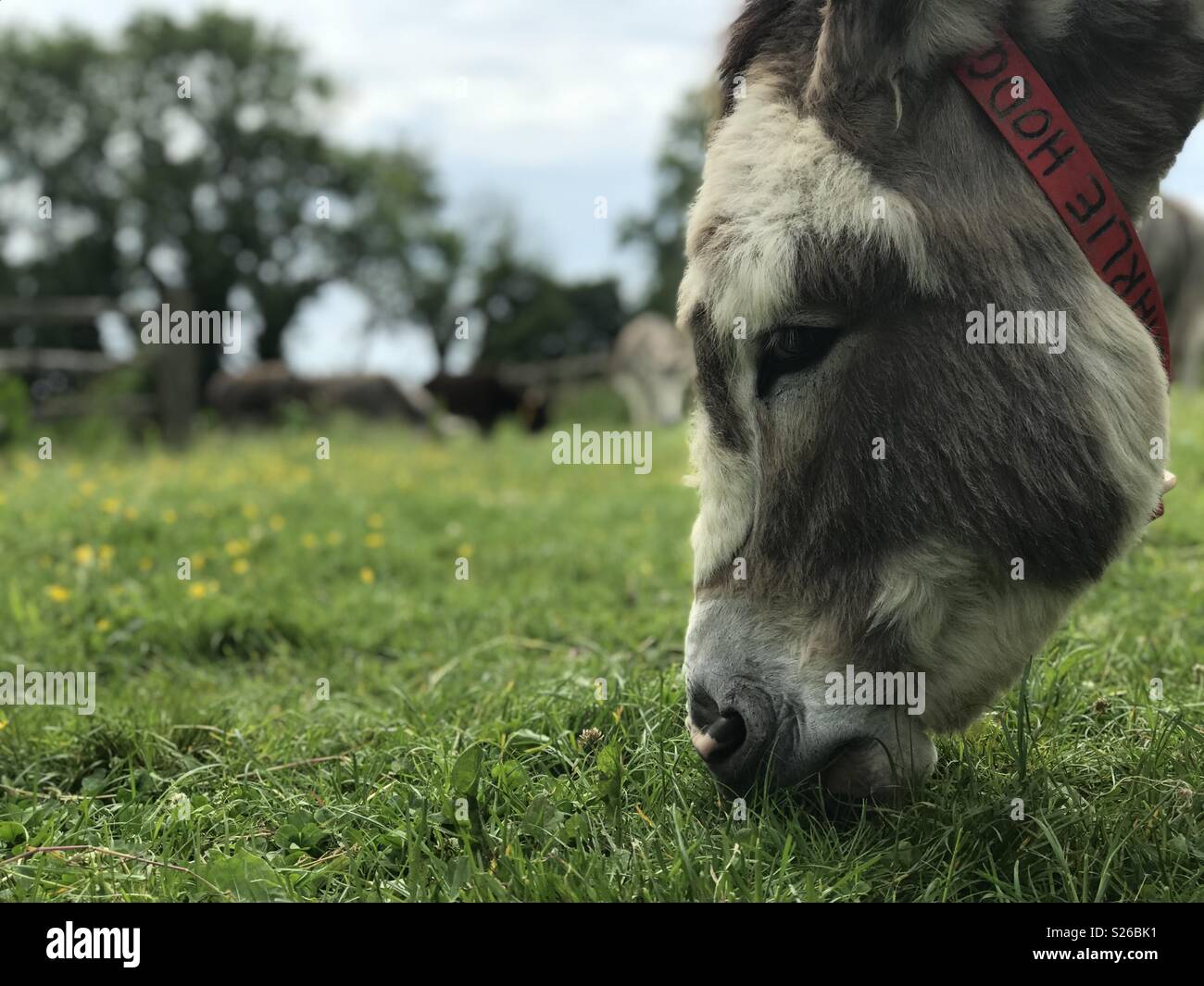Paddock Grazing High Resolution Stock Photography and Images - Alamy