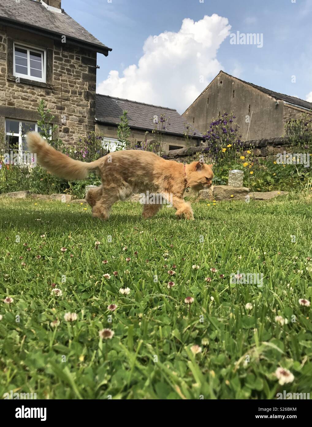 Tip toe on grass hi-res stock photography and images - Alamy