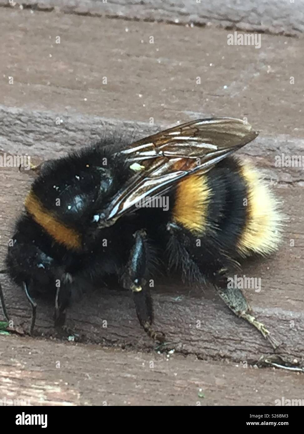 Autiful hi-res stock photography and images - Alamy