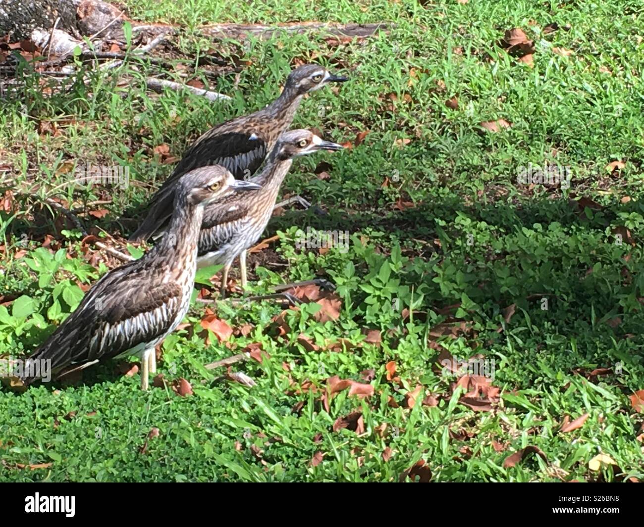 Three birds hi-res stock photography and images - Alamy