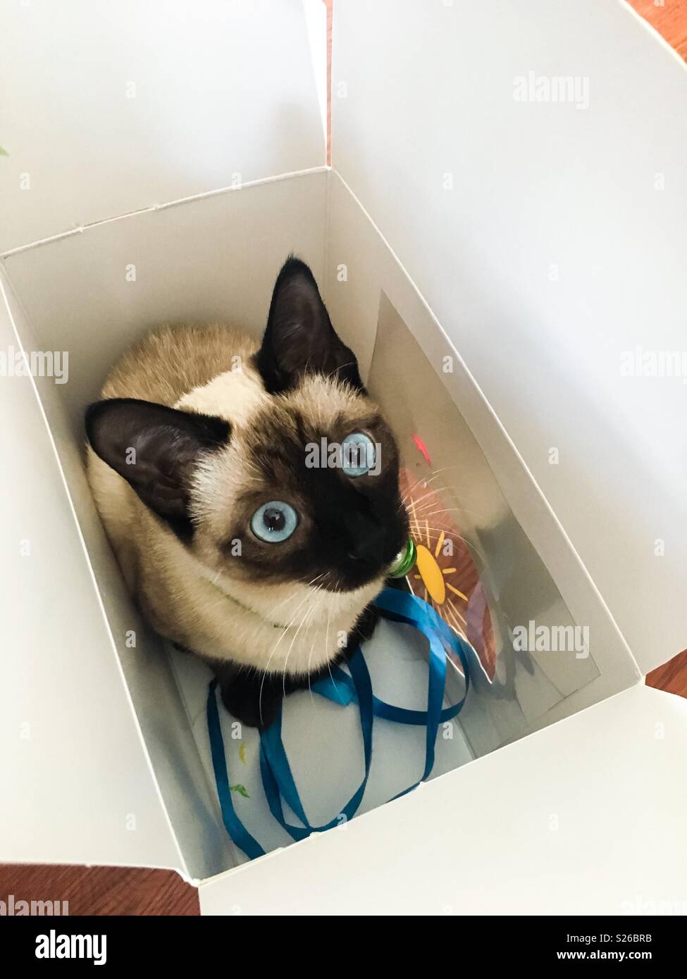 Baby cat in the box Stock Photo - Alamy