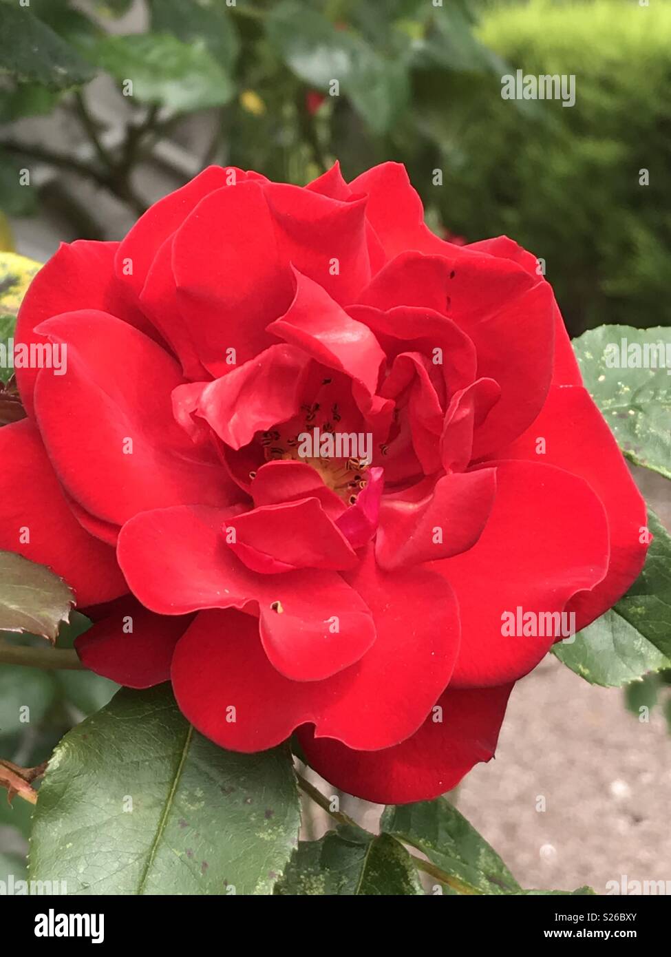 Beautiful red rose Stock Photo - Alamy