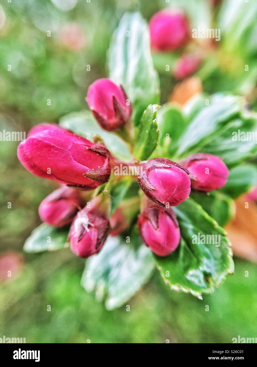 Pink flower buds Stock Photo - Alamy