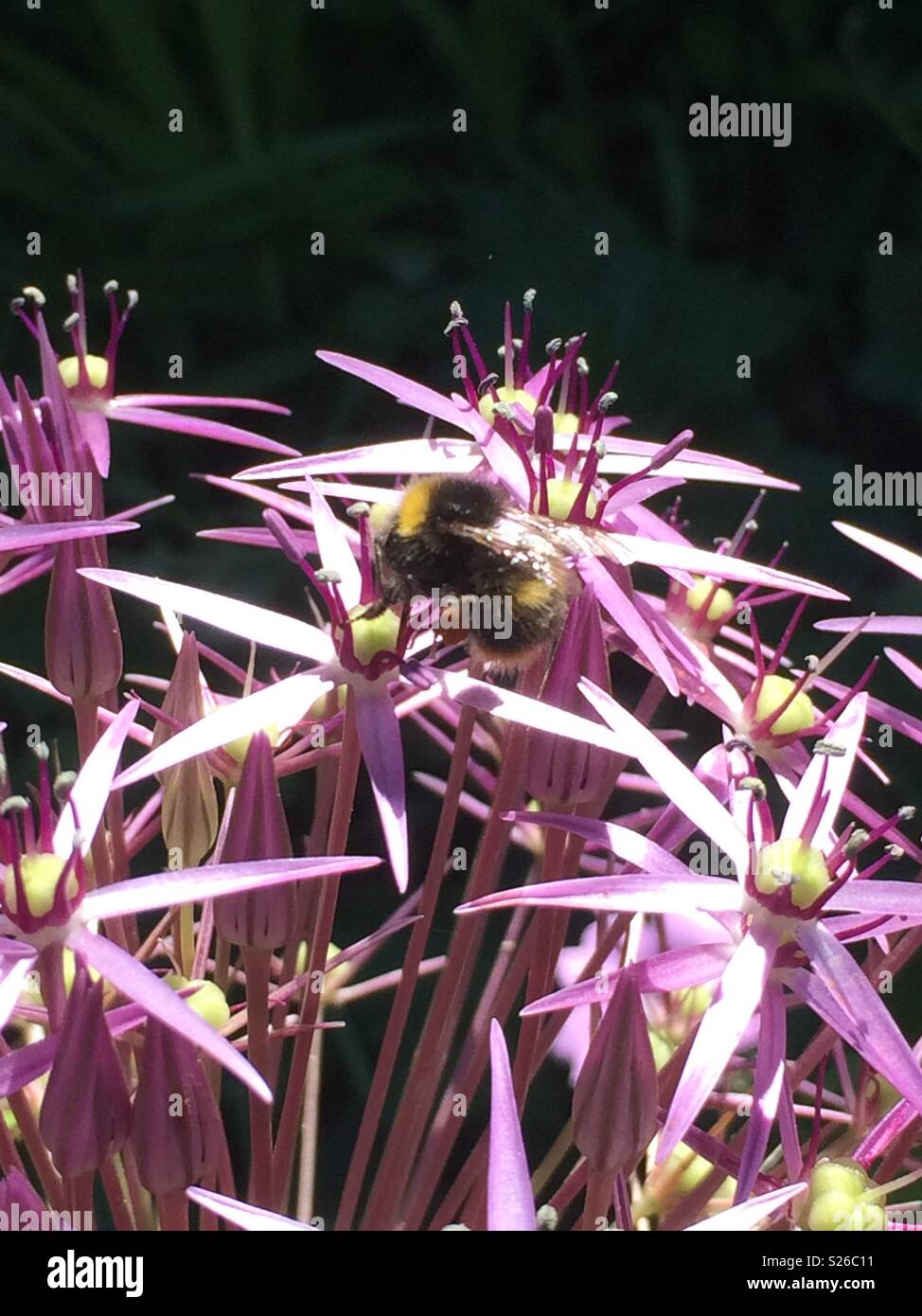 Bee on Allium flower Stock Photo - Alamy