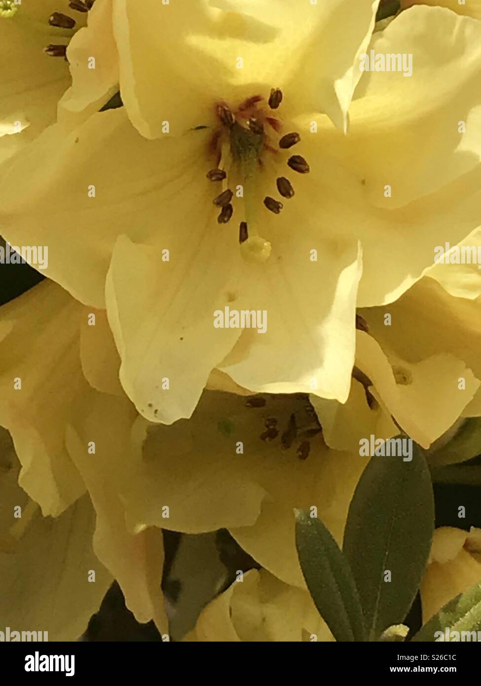 Yellow Rhododendron High Resolution Stock Photography and Images - Alamy