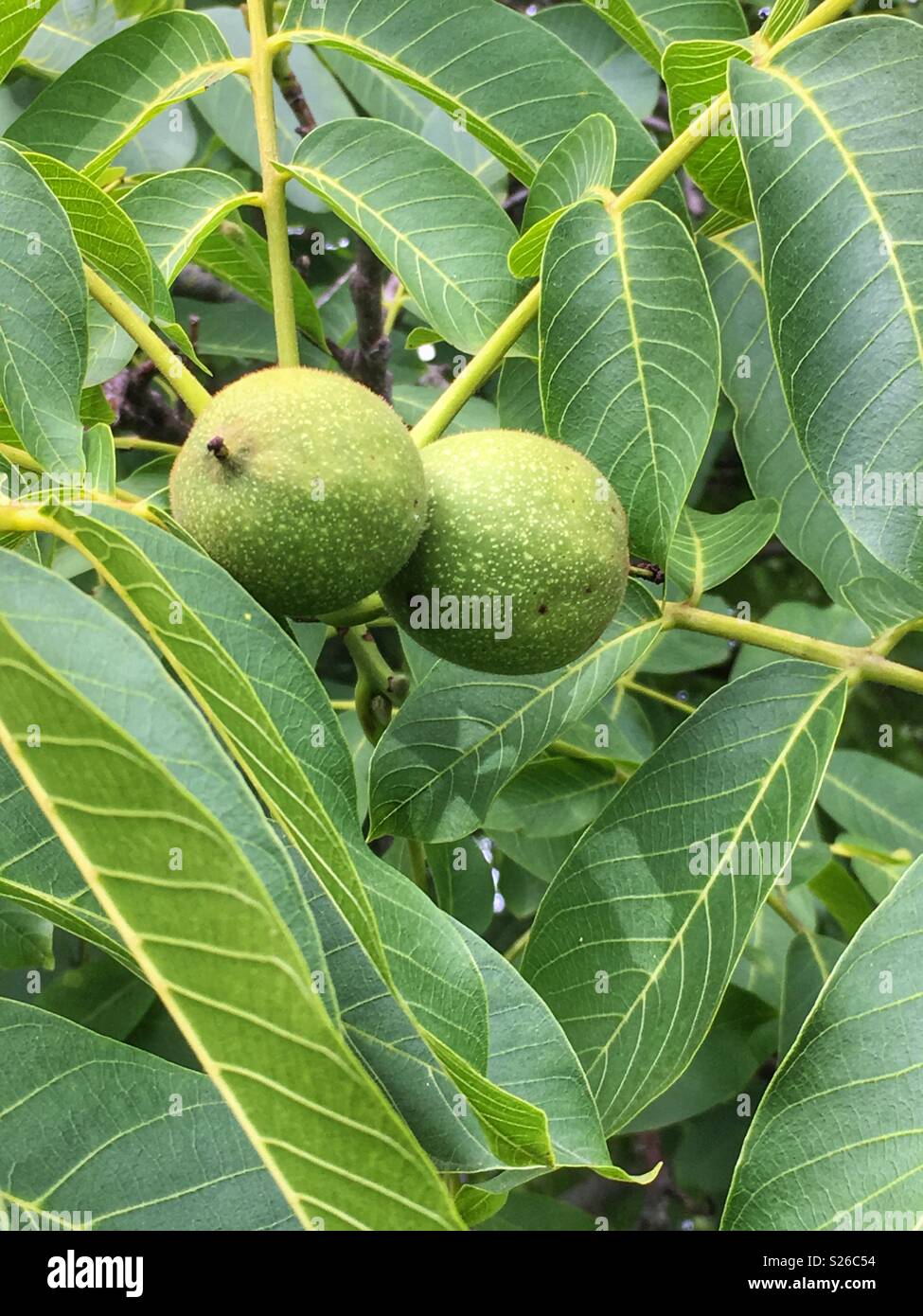 Walnut Tree Fruits High Resolution Stock Photography and Images - Alamy