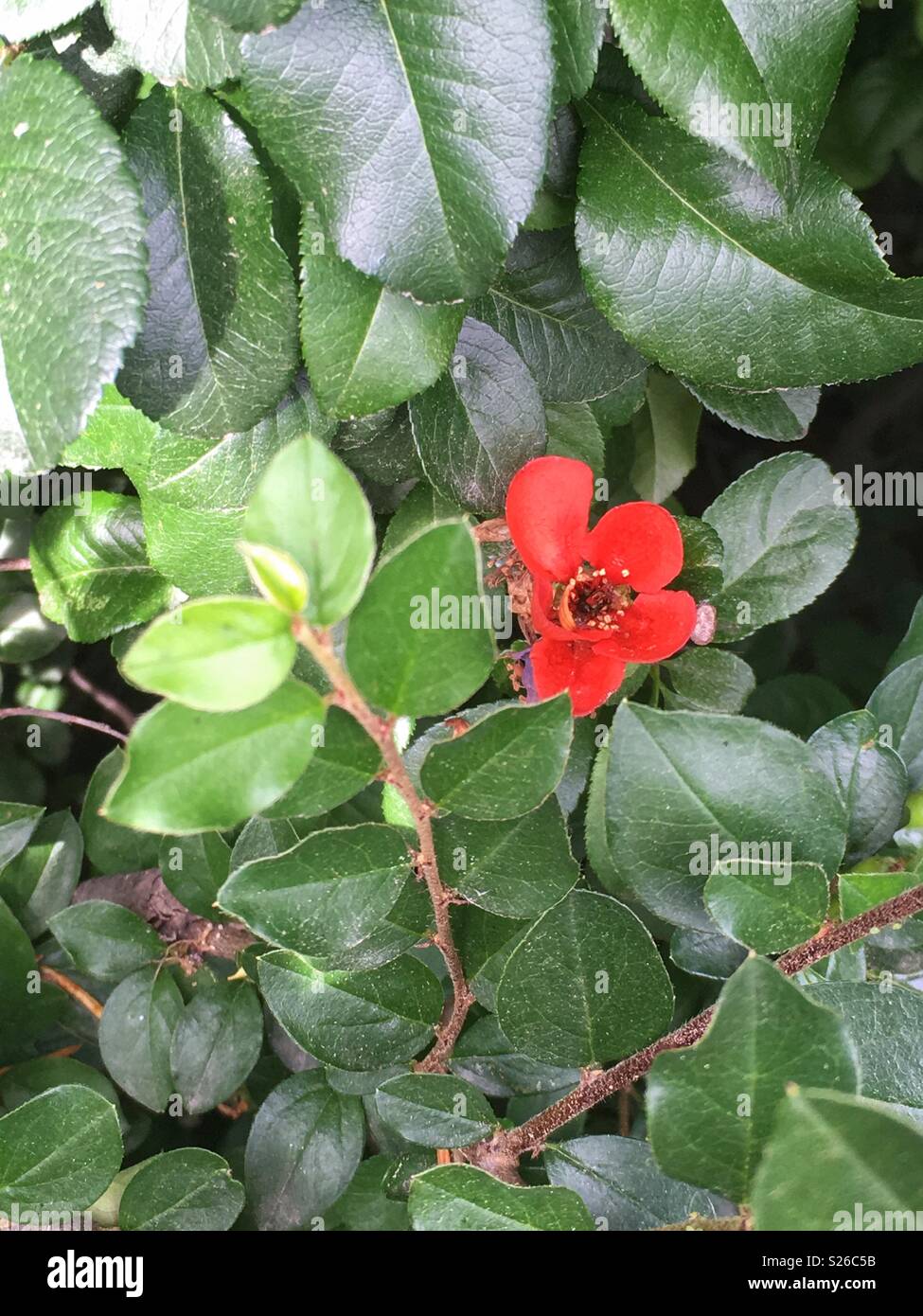 Red blossom hi-res stock photography and images - Alamy