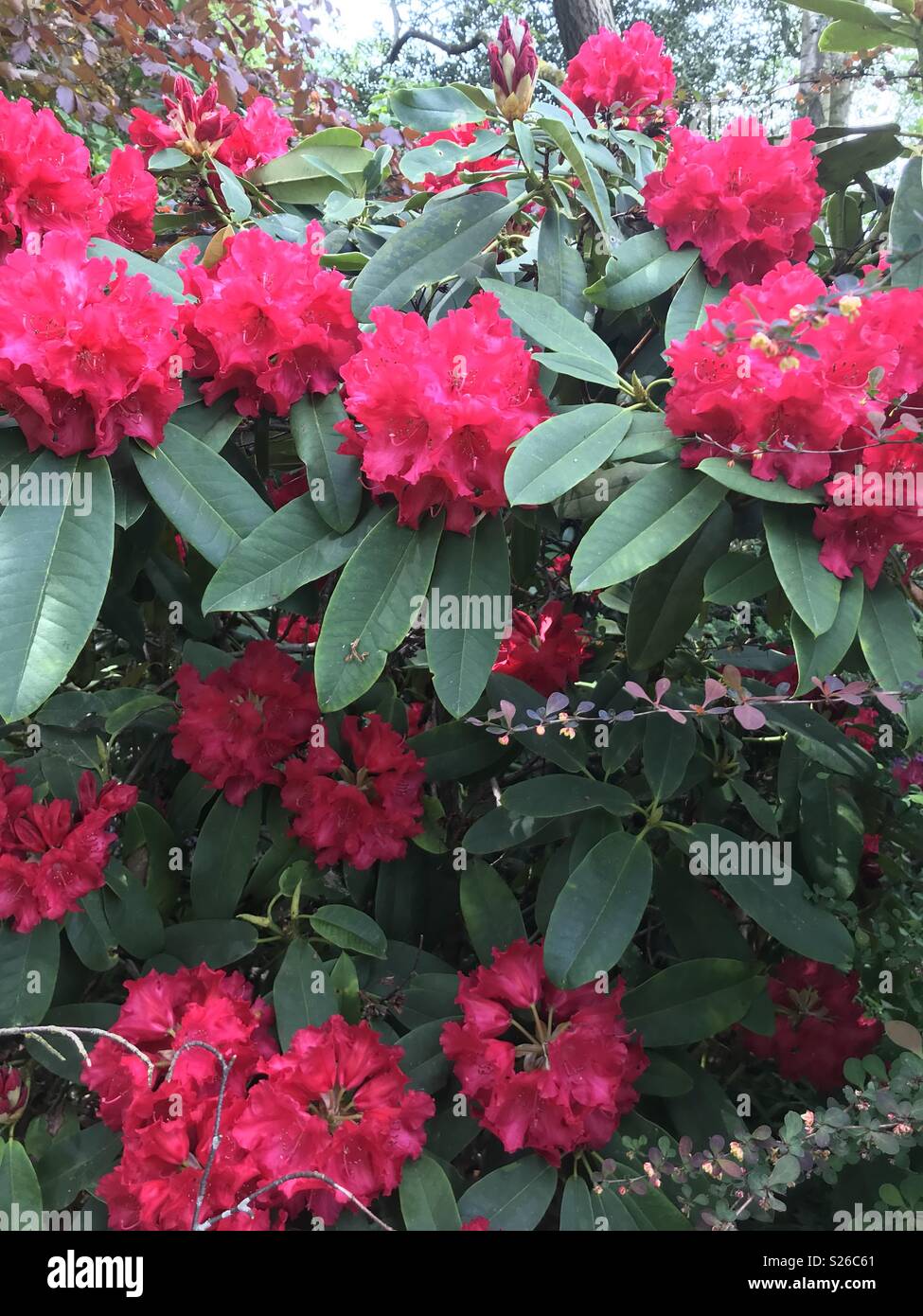 Red Rhododendron flowers Stock Photo - Alamy