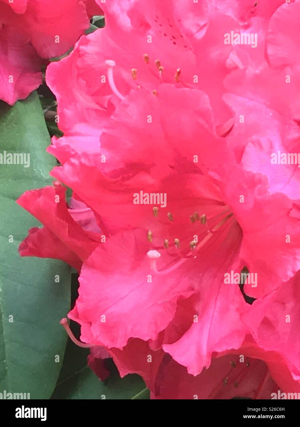 Red Rhododendron flower Stock Photo - Alamy