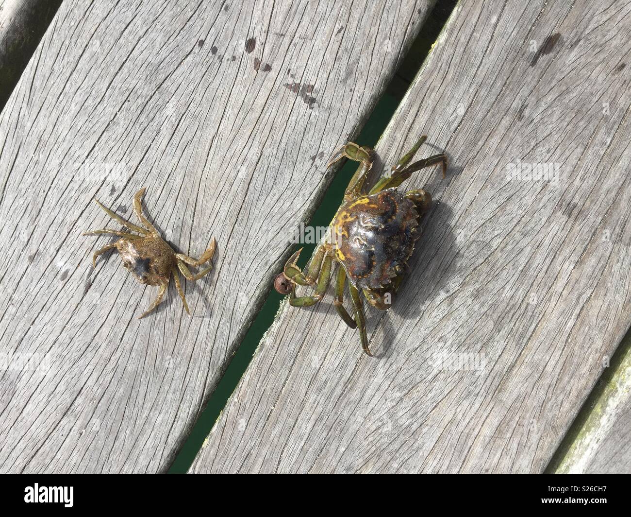 Crabbing crabs hi-res stock photography and images - Alamy