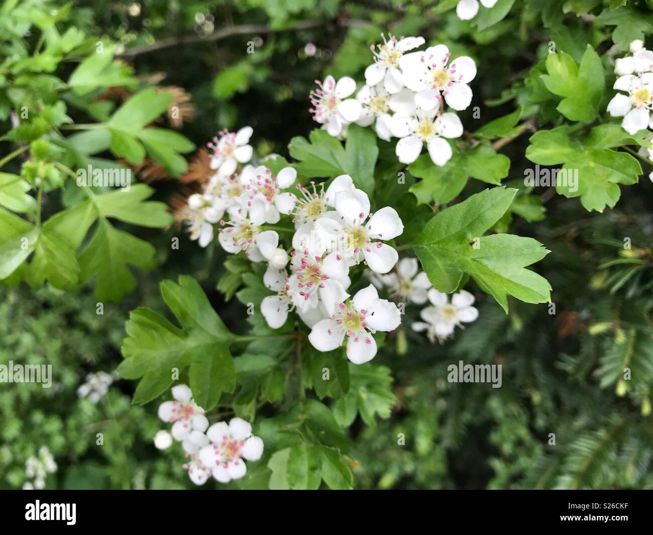 Bloom and wild flowers hi-res stock photography and images - Alamy