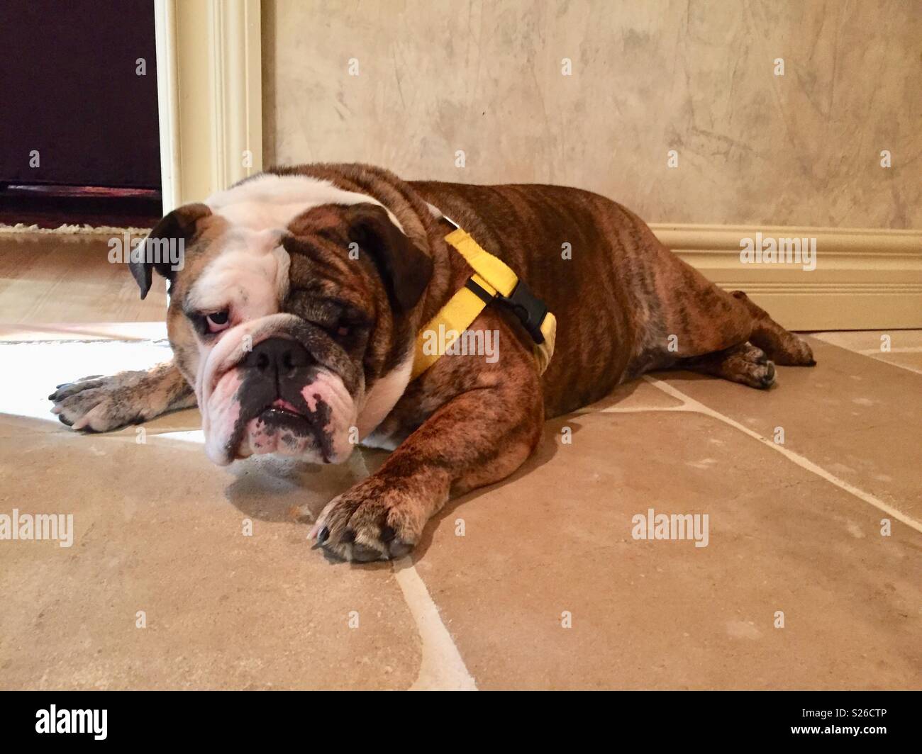 Bull dog hi-res stock photography and images - Alamy